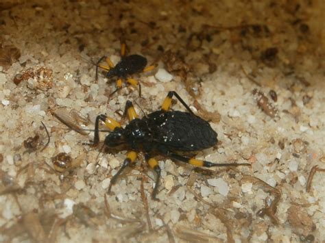 The Online Zoo White Eyed Assassin Bug