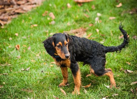 What Does Black Tarry Stool Look Like In Dogs