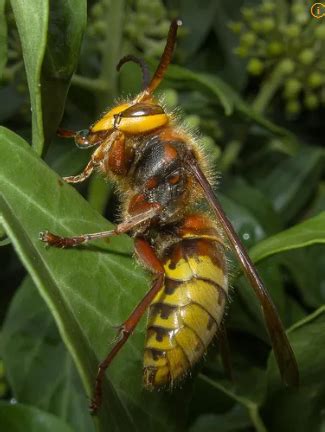 Hornet Testdata Object Detection Dataset By Msai