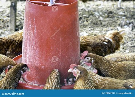 Chickens Eating From A Commercial Feeder Stock Photo Image Of