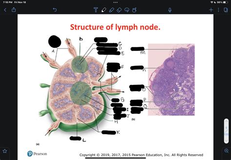 Structure Of A Lymph Node Diagram Quizlet