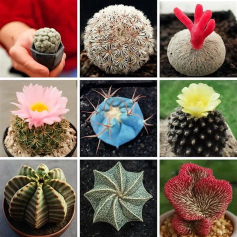 200pcs Rainbow Lithops Cactus Flower Seeds Pseudotruncatella Perennial