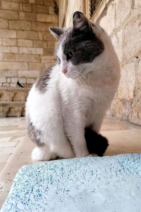 voici pourquoi votre chat déteste les portes closes jdm