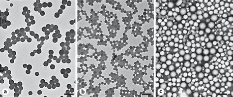 Figure 2 From Disposition Of Charged Nanoparticles After Their Topical