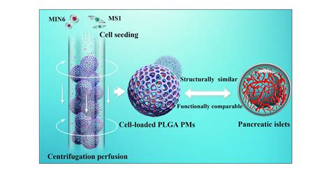 Pancreatic Islets Diagram