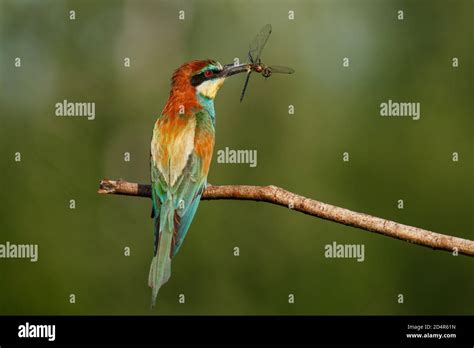 European Bee Eater Merops Apiaster The Most Colorful Bird Of Eurasia