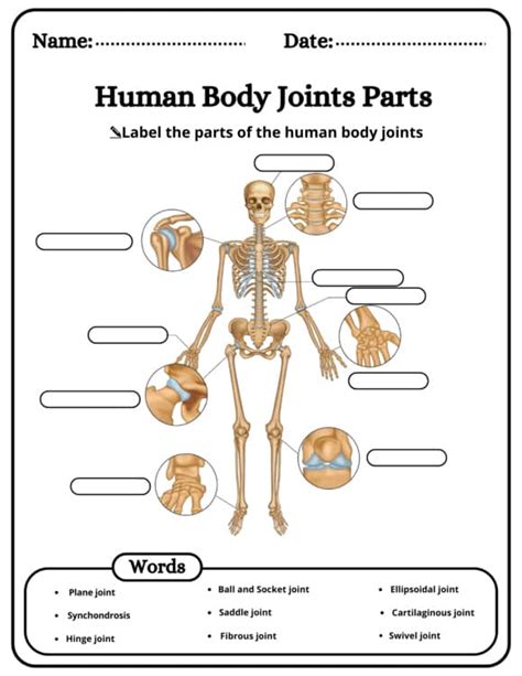 Human Body Joints Parts Labeling Worksheetsword Searchcoloring
