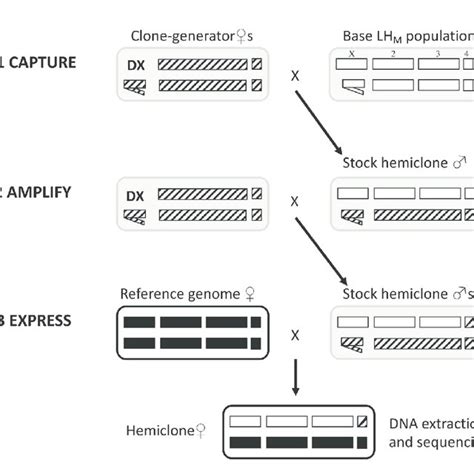 Flow Diagram For The High Throughput Sequencing Data Analysis Data Download Scientific Diagram
