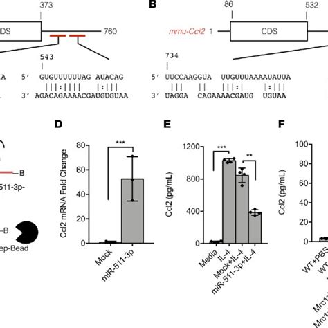 Ccl2 Promotes M1 Macrophage Polarization Through Ccr2 A Download Scientific Diagram