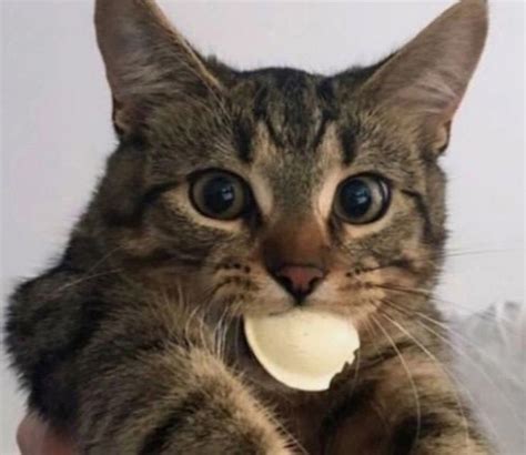 котик с пельмешкой Милые котики Котята Котенок