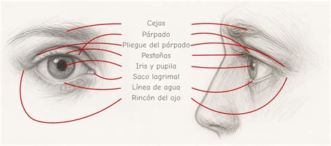 Cómo Dibujar Ojos Paso A Paso Para Ojos Realistas