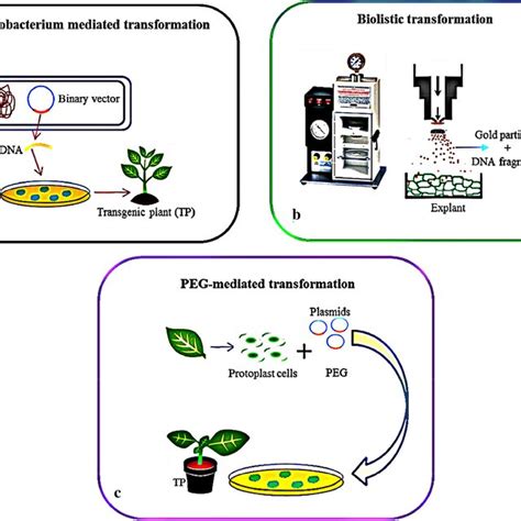 Agrobacterium Tumefaciens Mediated Plant Transformation A Review Request Pdf