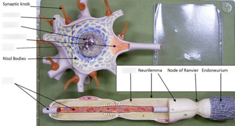 Endoneurium On Neuron Model