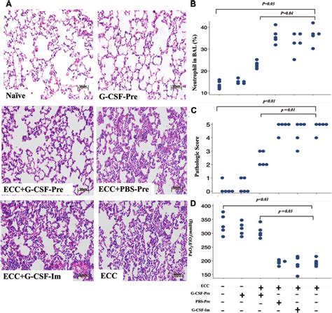 Premobilization With Granulocyte Colony Stimulating Factor Attenuated Download Scientific