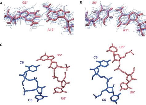 Structure At The Stem Loop Junctions A View Of The G5•a12 Base Download Scientific Diagram