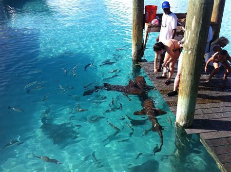 Nurse Sharks Of Compass Cay Bahamas Atlas Obscura