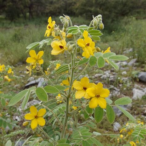 The Genus Senna — Spadefoot Nursery Inc