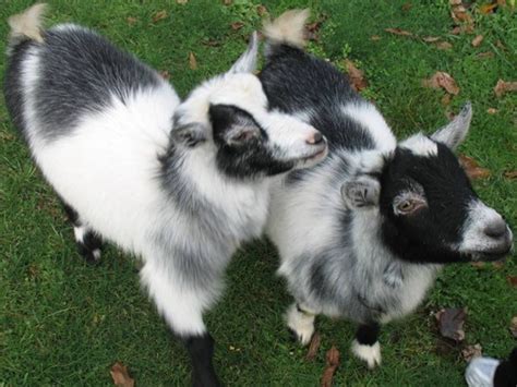 Raising Pygmy Goats Essential Tips For Success