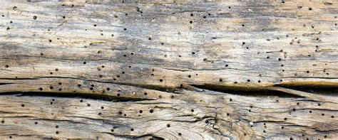 How To Identify Powderpost Beetles Faqs