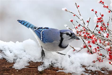 Get Your Flock Outside For Some Winter Bird Watching National Geographic