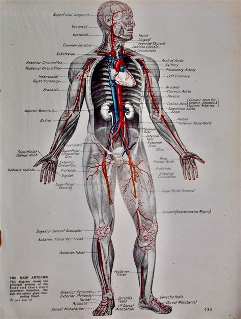 Vintage 1920s Main Arteries Human Anatomy Medical Diagram Mullard