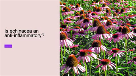 Is Echinacea An Anti Inflammatory