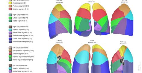 Chest Anatomy Illustrations Normal Anatomy E Anatomy