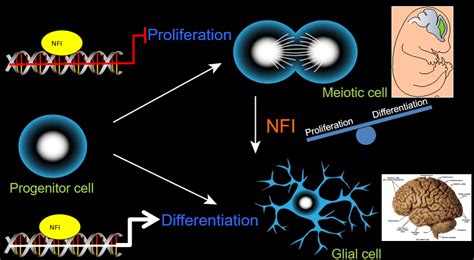 Cellular And Molecular Mechanisms Of Early Brain Wiring