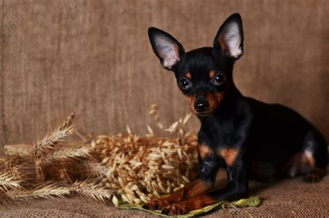Английский той-терьер - все о собаке, 4 минуса и 8 плюсов породы