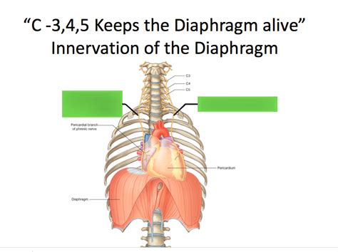 Phrenic Nerve Diagram Quizlet