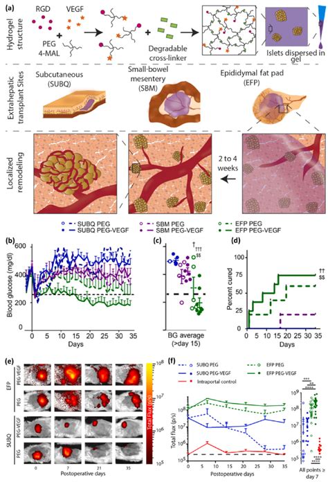 A Schematic Illustration Of The Angiogenic Degradable Synthetic