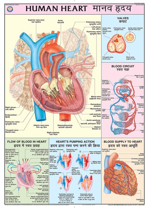 Heart Structure Diagram In Hindi Heart Anatomy Diagram Quiz