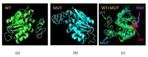 The Wild Type And Mutation Rs4680 Of Comt Protein Structure A Wild Download Scientific