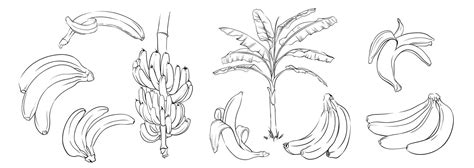 Bunch Of Banana Coloring Pages
