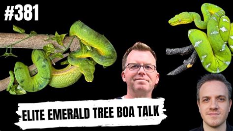 Breeding Northern Emerald Tree Boas Successfully Youtube