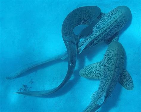 First Of Its Kind Footage Reveals 3 Endangered Sharks Mating—all At The