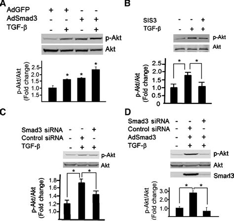 Figure 1 From Tgf β And Smad3 Modulate Pi3k Akt Signaling Pathway In Vascular Smooth Muscle