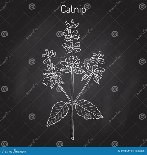 Catnip Nepeta Cataria Or Catswort Catmint Spice Plant Stock Vector Illustration Of Herbal