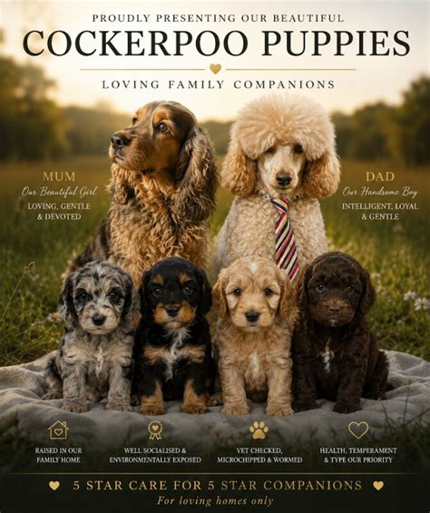 2026 Cockapoo Puppies For Sale Cockapoo Owners