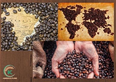 Top 5 Robusta Coffee Brands And Where To Find K Agriculture