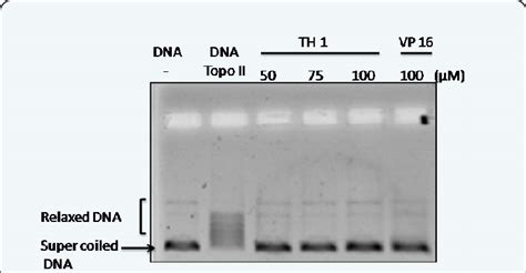 Dna Relaxation Assay For Topoisomerase Iiα Effect Of Th1on Dna