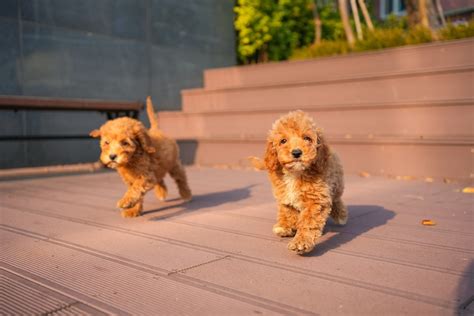 골든두들 왕자님들을 소개합니다 골든두들분양 폼스키분양 아이들