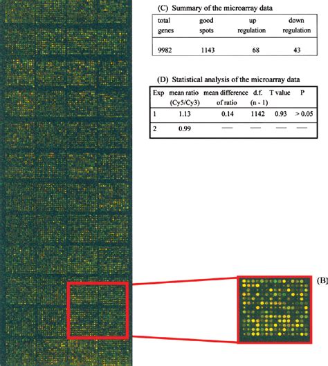 Figure 2 From Cdna Microarray Analysis Of Gene Expression Profiles In Human Fibroblast Cells