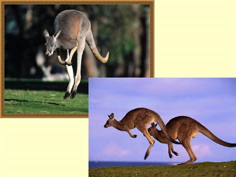 Кенгуру