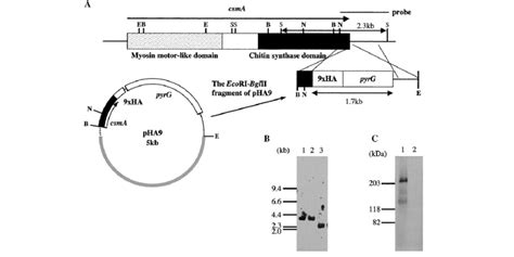 Construction Of Csma Ha Producing Strains A Scheme Of Construction Download Scientific