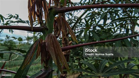 Cassava Also Called Cassava Cassava Cassava Sweet Potato Sampa Or