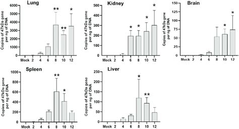 Organ Bacterial Burden In Cd 1 Mice Following Infection With O Download Scientific Diagram