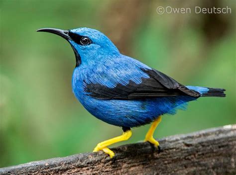 Owen Deutsch Photography The Shining Honeycreeper Is A Tropical