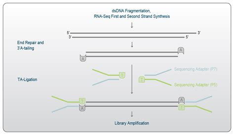 Rna Seq Library Preparation Rna Lexicon