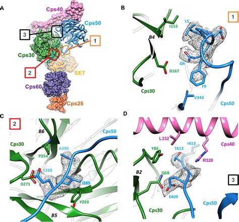 Structure And Conformational Dynamics Of A Compass Histone H3k4 Methyltransferase Complex Pmc